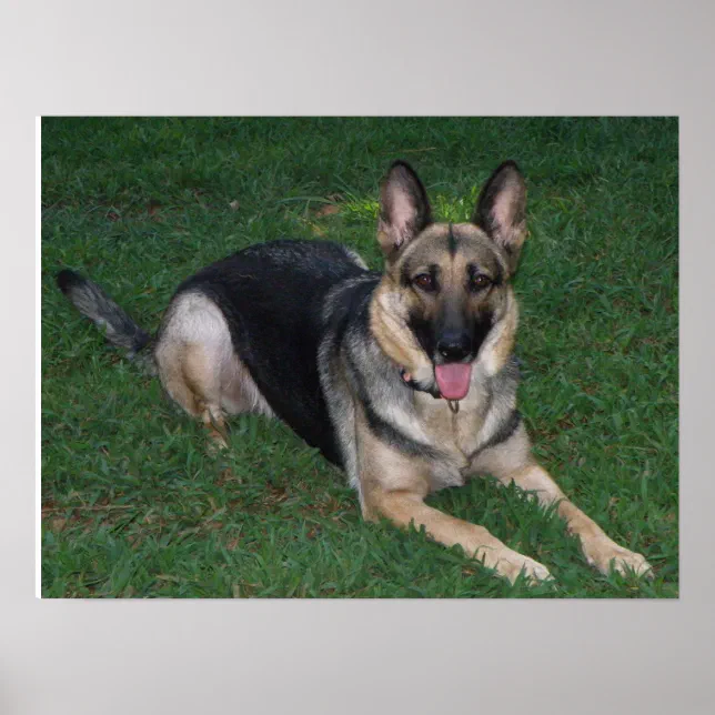 German Shepherd Poster | Zazzle