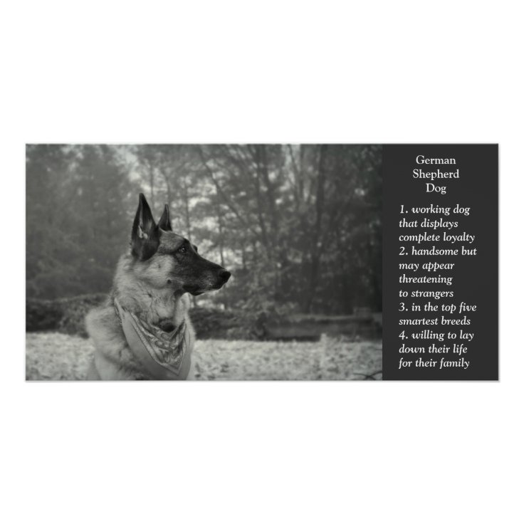 German Shepherd Poster | Zazzle