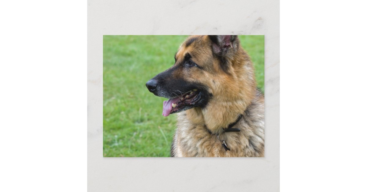 German Shepherd Profile Postcard | Zazzle