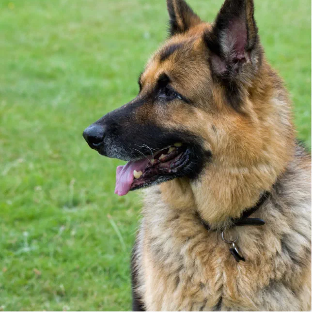 German Shepherd Profile Statuette | Zazzle