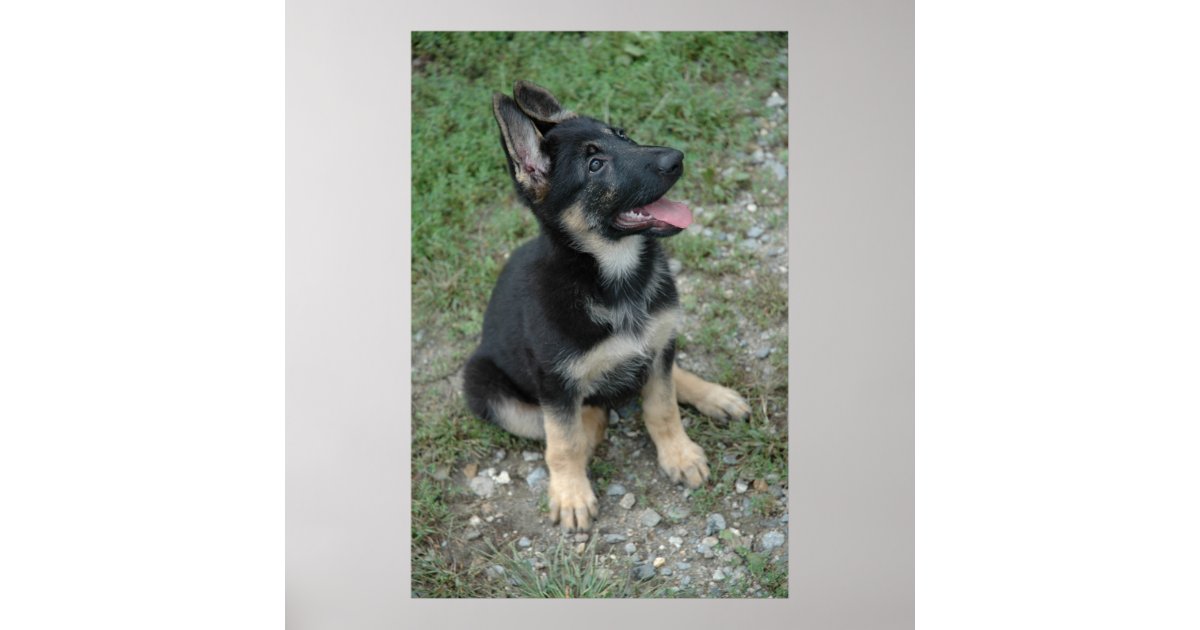 German Shepherd Puppy Poster | Zazzle