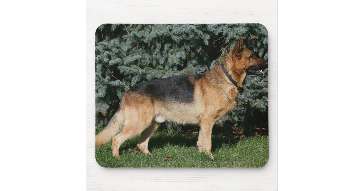German Shepherd Show Stand Mouse Pad | Zazzle