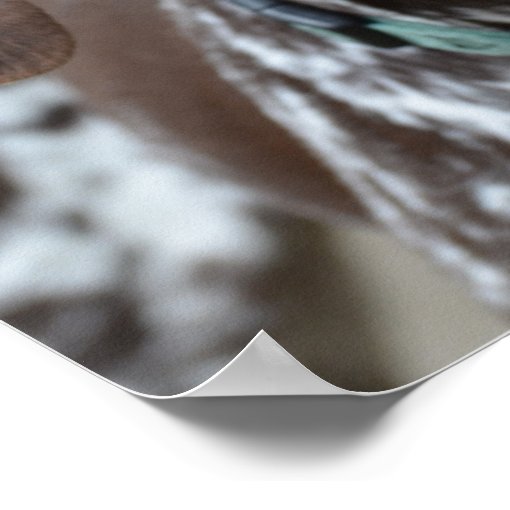 German Shorthaired Pointer Dog Poster | Zazzle