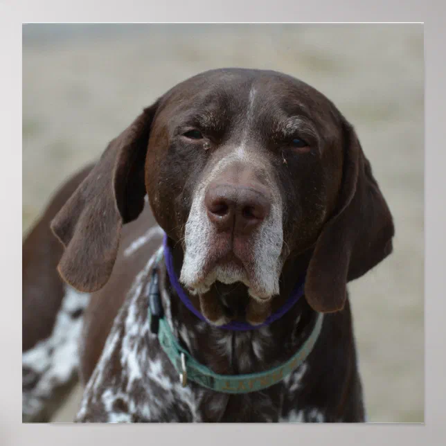 German Shorthaired Pointer Dog Poster | Zazzle