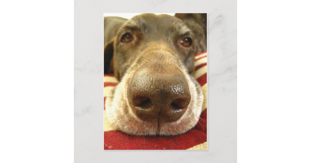 german shorthaired pointer nose postcard | Zazzle