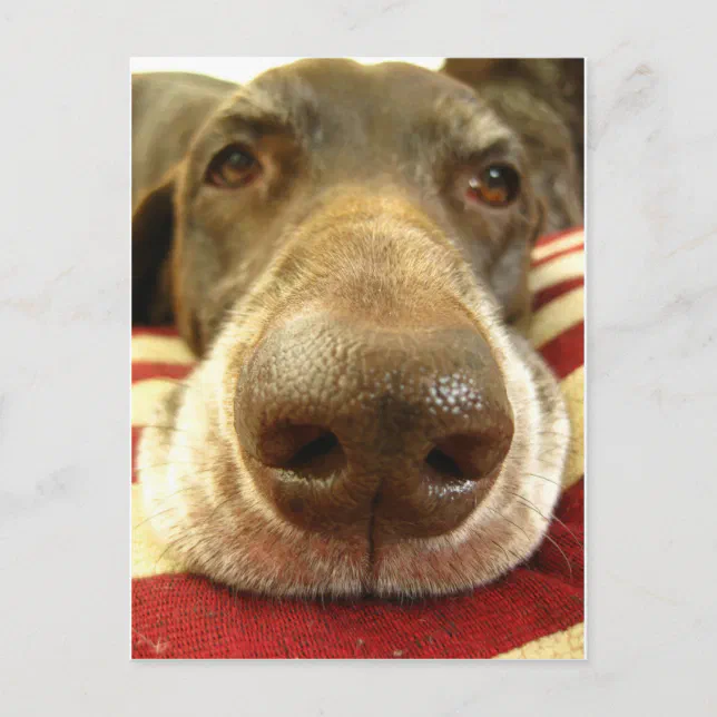 german shorthaired pointer nose postcard | Zazzle