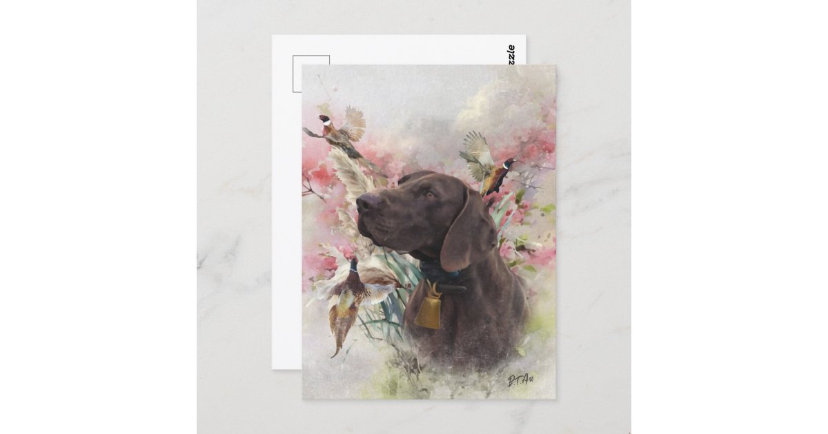 German shorthaired pointer postcard | Zazzle