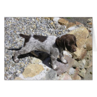 German Shorthaired Pointer Gifts on Zazzle