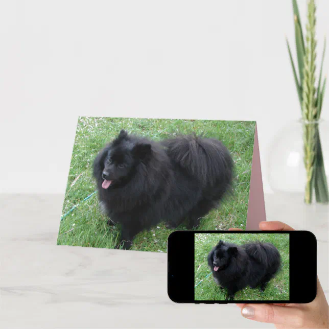 German Spitz Cute Black Pomeranian dogs Card | Zazzle