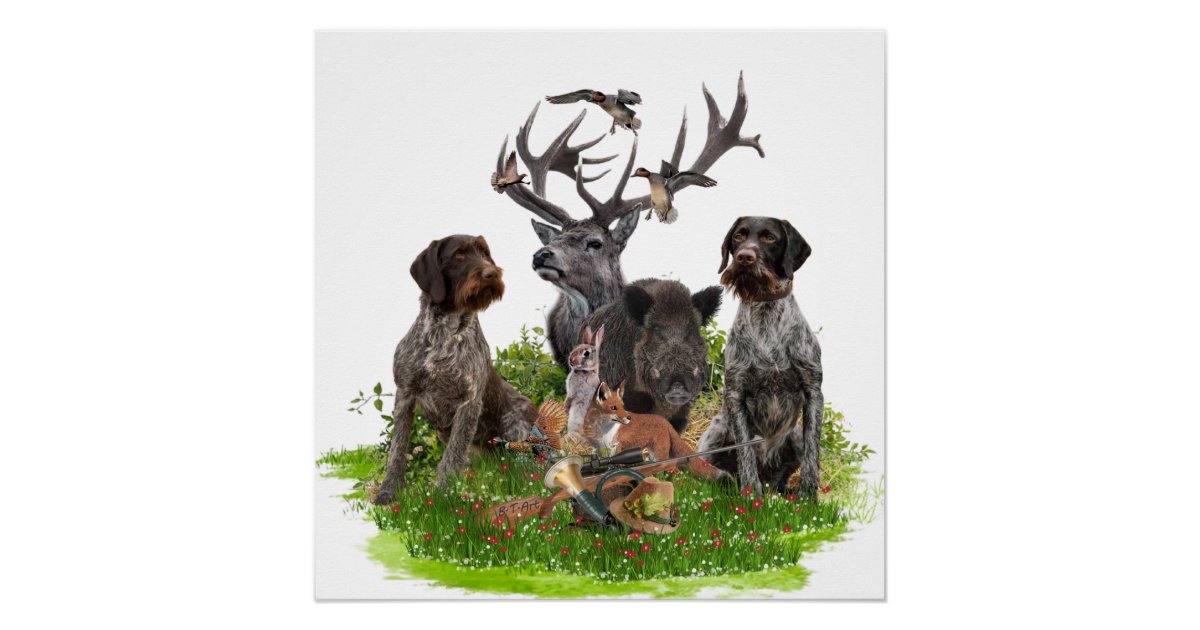 German Wirehaired Pointer (GWP) Poster | Zazzle