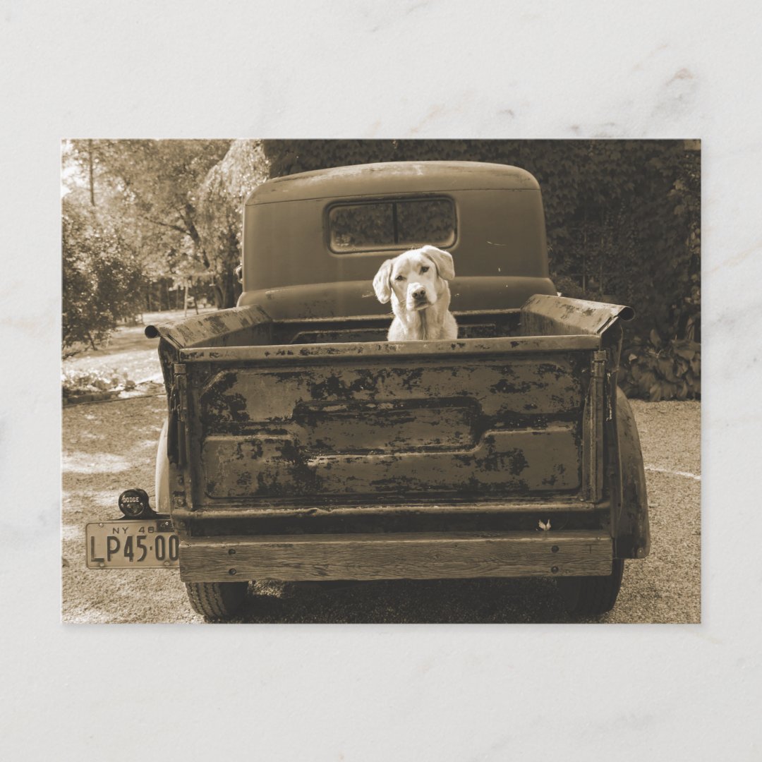 Get Out of Dodge - Dog Photograph Postcard | Zazzle
