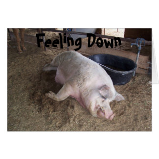 Get Well Pig Cards | Zazzle