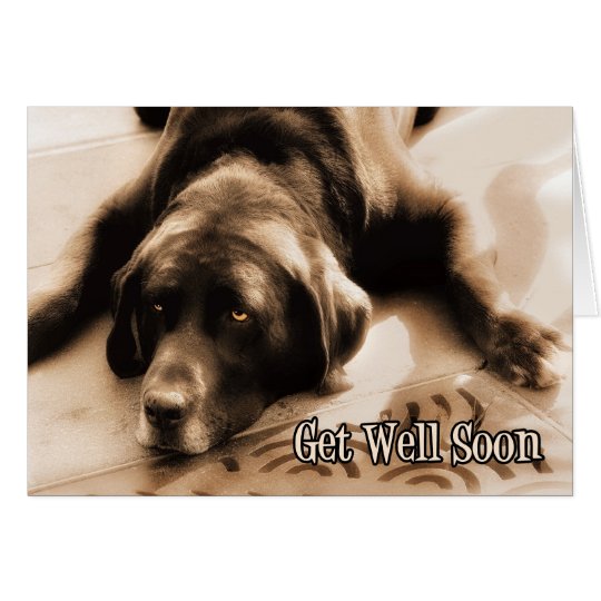 Get Well Chocolate Labrador Retriever Dog Card | Zazzle.com
