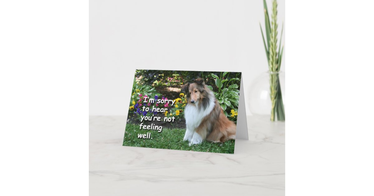Get Well Sheltie Card | Zazzle