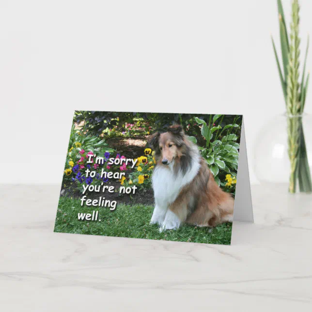 Get Well Sheltie Card | Zazzle