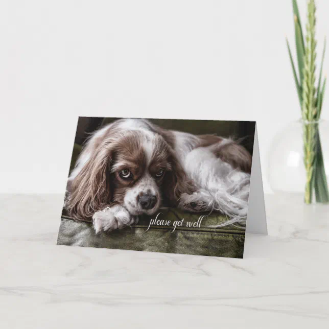 Get Well Soon Cocker Spaniel Dog on a Sofa Card | Zazzle