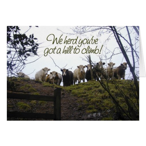 Get well soon. Cows. Card | Zazzle