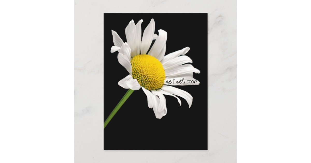 Get Well Soon Daisy Postcard | Zazzle