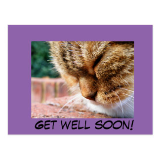 Funny Cat Get Well Cards - Greeting & Photo Cards | Zazzle