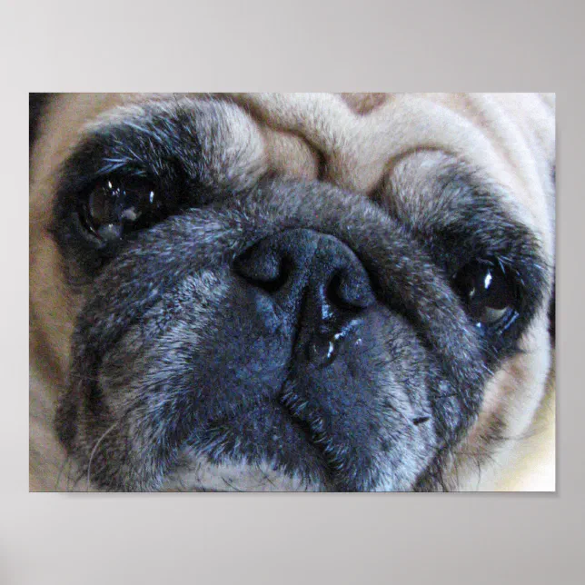 Get Well Soon Sick Pug Dog Poster | Zazzle