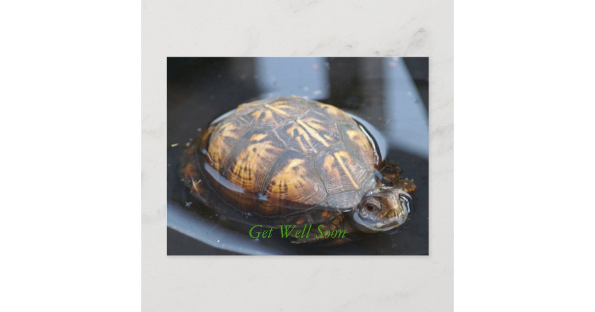 Get well soon turtle Postcard | Zazzle