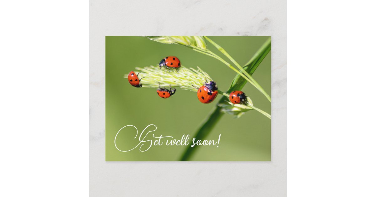 Get well soon with cute little ladybugs postcard | Zazzle