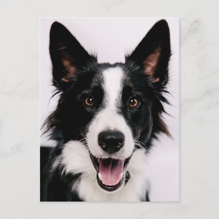 Getty Images | A Smiling Border Collie Postcard | Zazzle