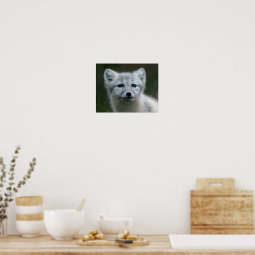 Getty Images | Arctic Fox Kit Poster | Zazzle