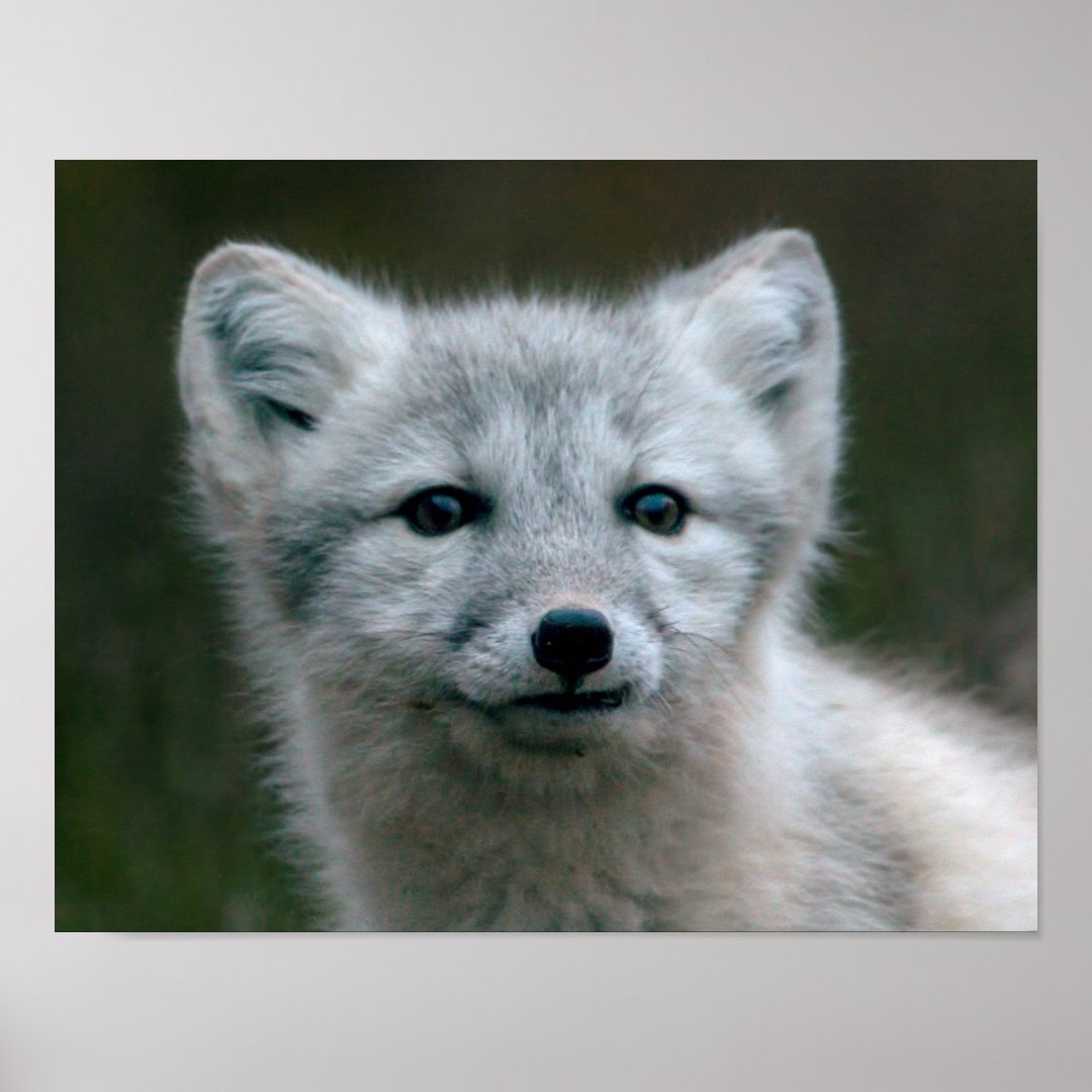 Getty Images | Arctic Fox Kit Poster | Zazzle