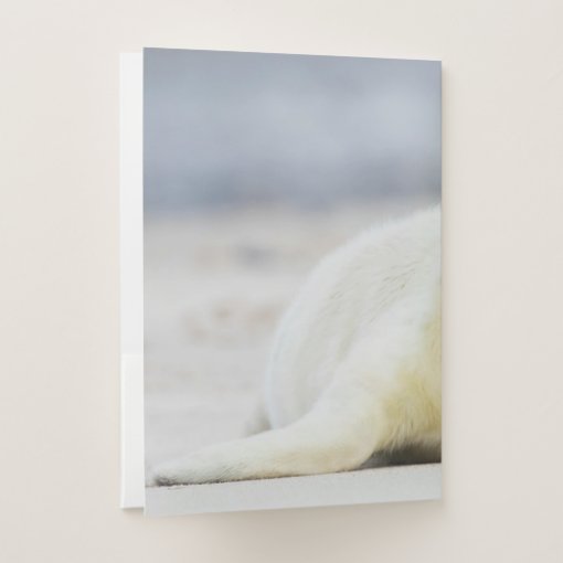 Getty Images | Baby Seal Pocket Folder | Zazzle