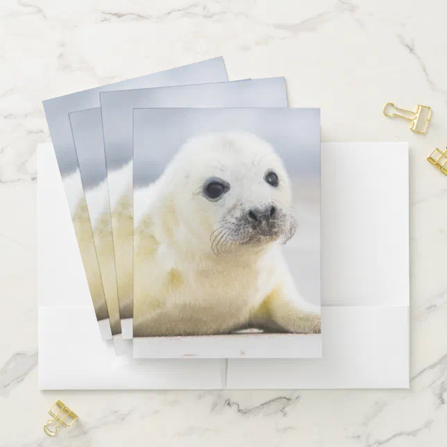 Getty Images | Baby Seal Pocket Folder | Zazzle