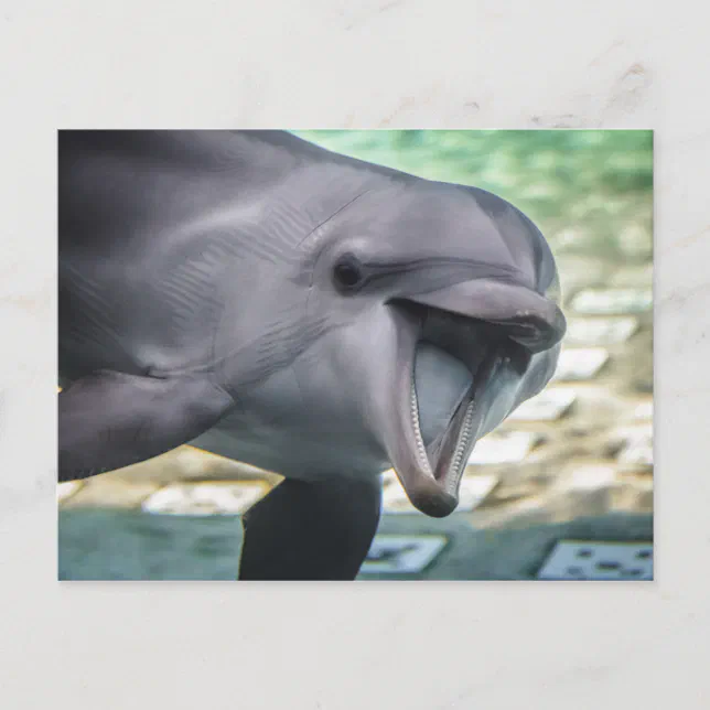 Getty Images | Dolphin Postcard | Zazzle