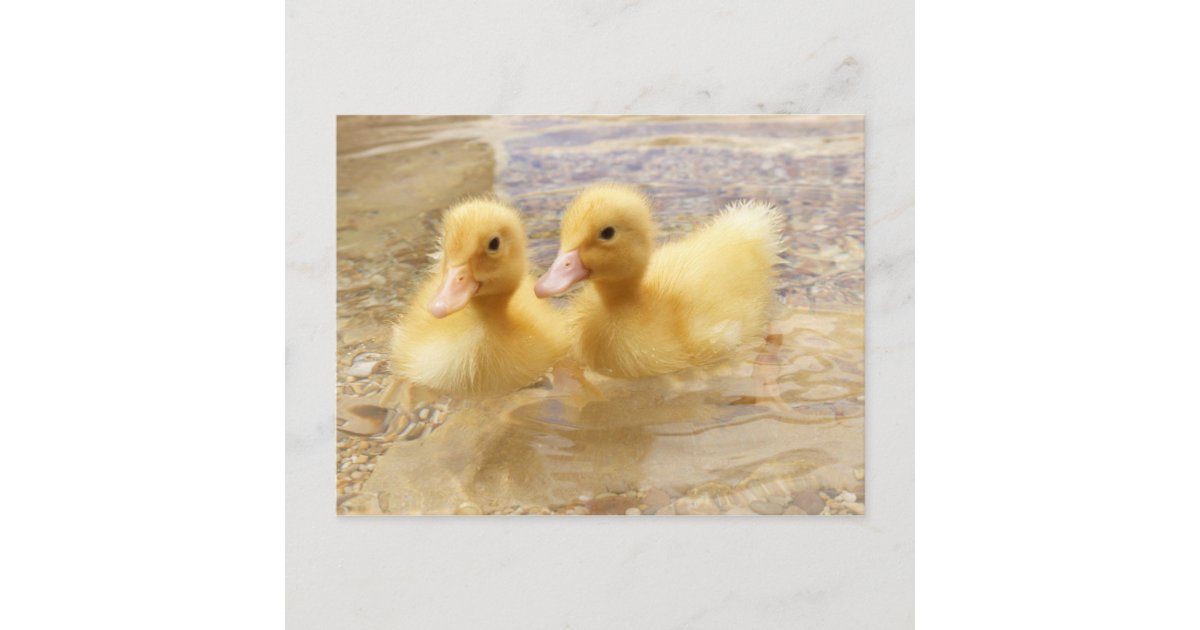 Getty Images | Fuzzy Yellow Ducklings Postcard | Zazzle