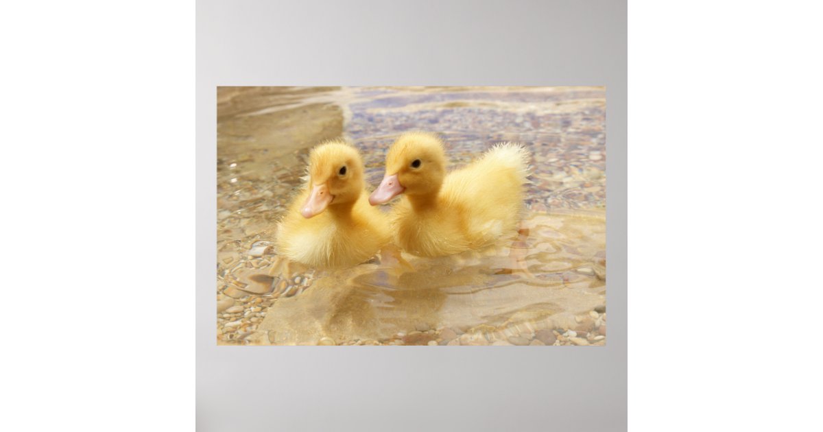 Getty Images | Fuzzy Yellow Ducklings Poster | Zazzle