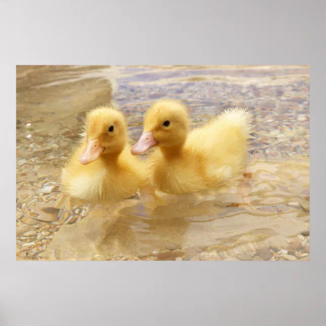 Getty Images | Fuzzy Yellow Ducklings Poster | Zazzle