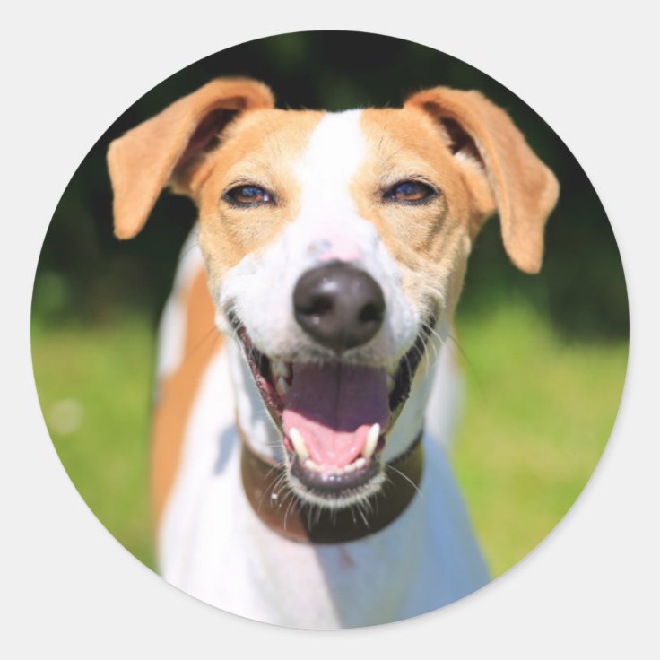 Getty Images | Laughing Dog Classic Round Sticker | Zazzle