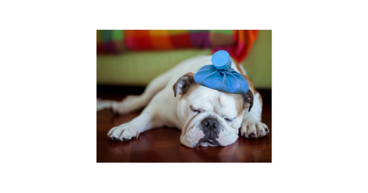 Getty Images | Sick Young Puppy Postcard | Zazzle.com