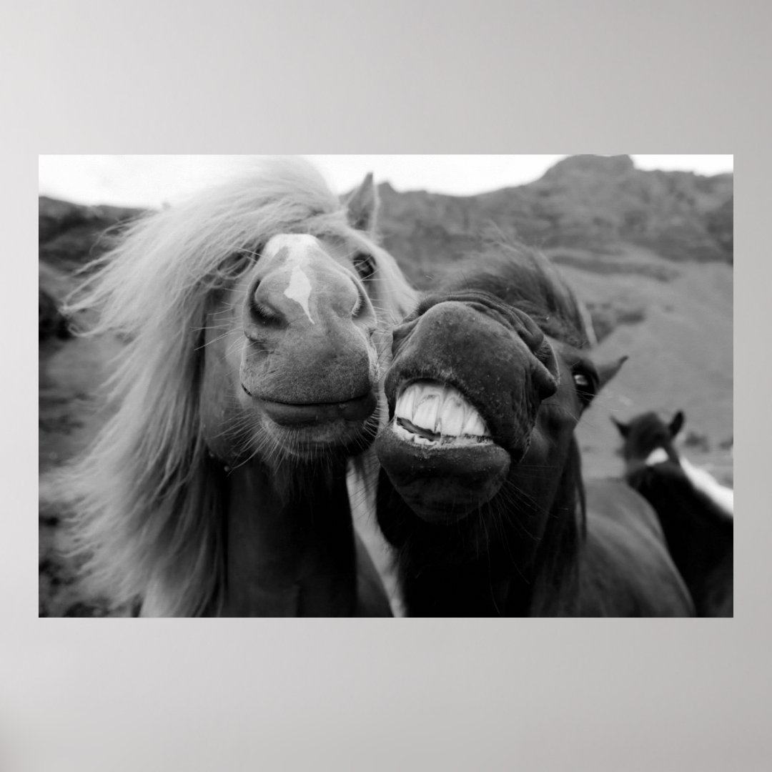 Getty Images | Smiling Horses Poster | Zazzle
