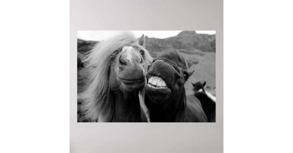 Getty Images | Smiling Horses Poster | Zazzle