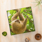 Getty Images | Upside Down Sloth 3 Ring Binder | Zazzle