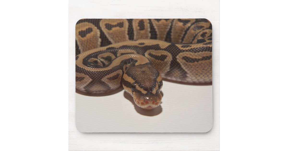 Ghost Ball Python Mousepad | Zazzle