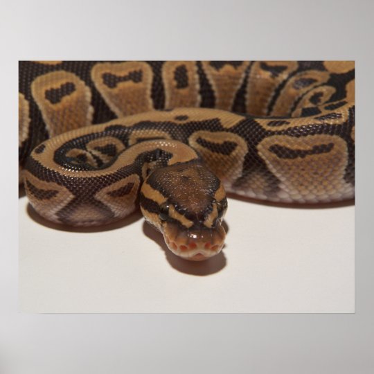 Ghost Ball Python Poster | Zazzle.com