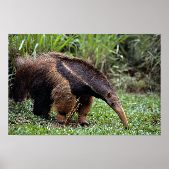 Giant anteater (Myrmecophaga tridactyla) Poster | Zazzle.com