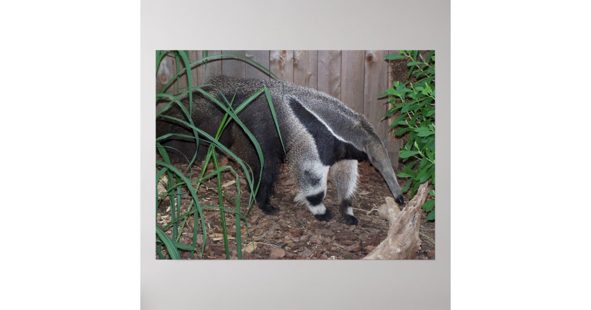 Giant Anteater Photo Poster | Zazzle