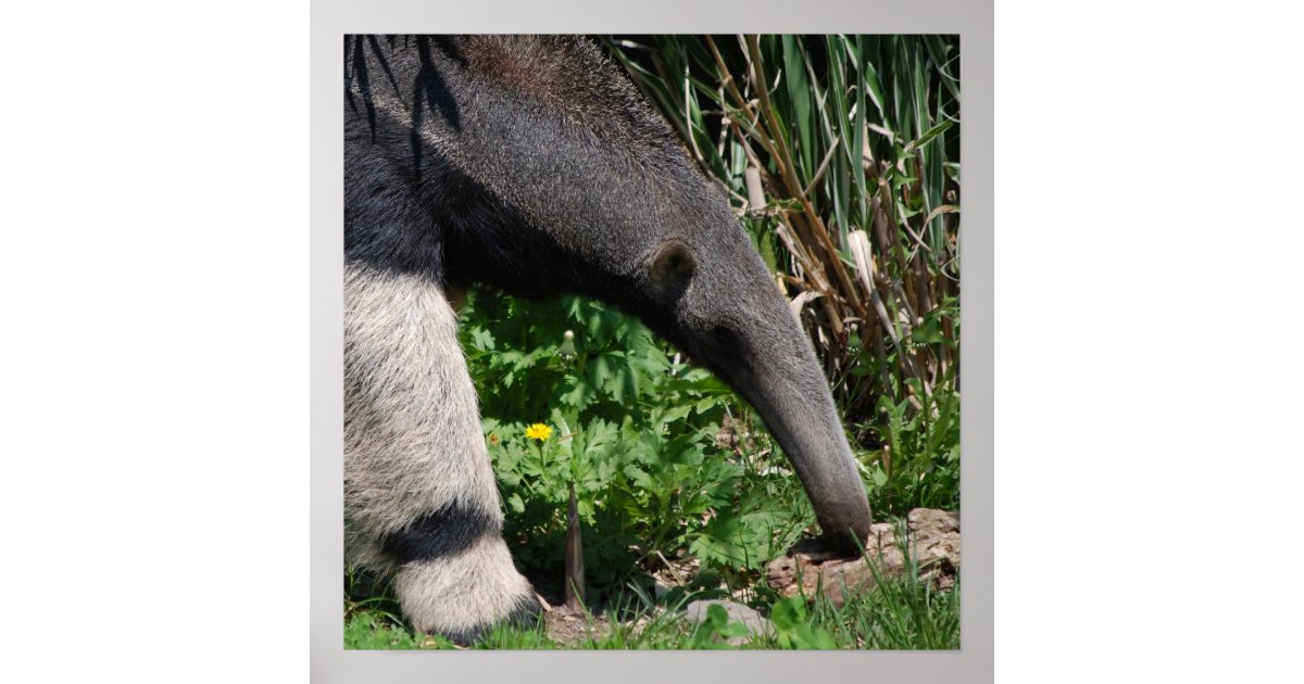 Giant Anteater Photo Poster Print | Zazzle