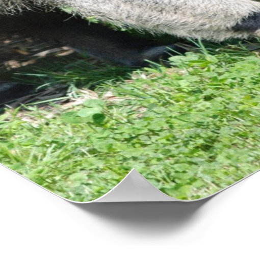 Giant Anteater Poster | Zazzle