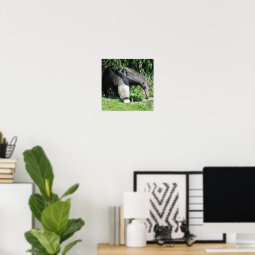 Giant Anteater Poster | Zazzle
