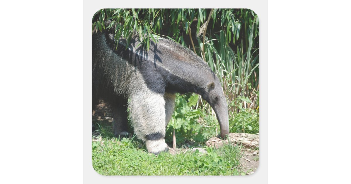 Giant Anteater Stickers | Zazzle