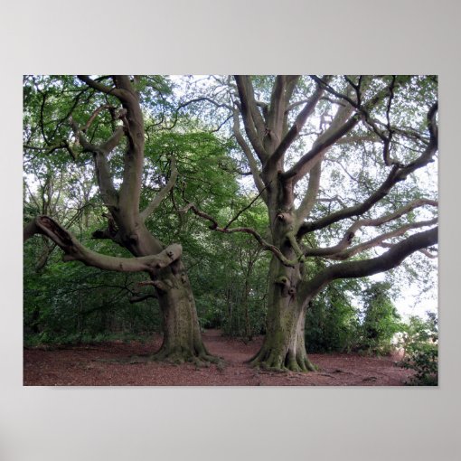 Giant Beech Trees Poster | Zazzle