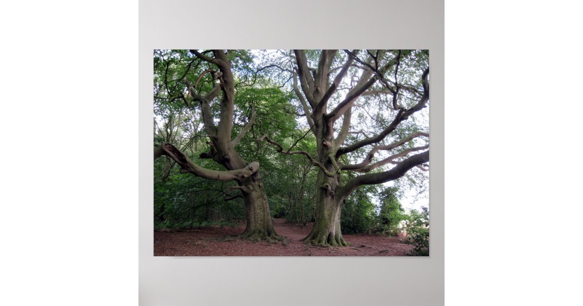Giant Beech Trees Poster | Zazzle